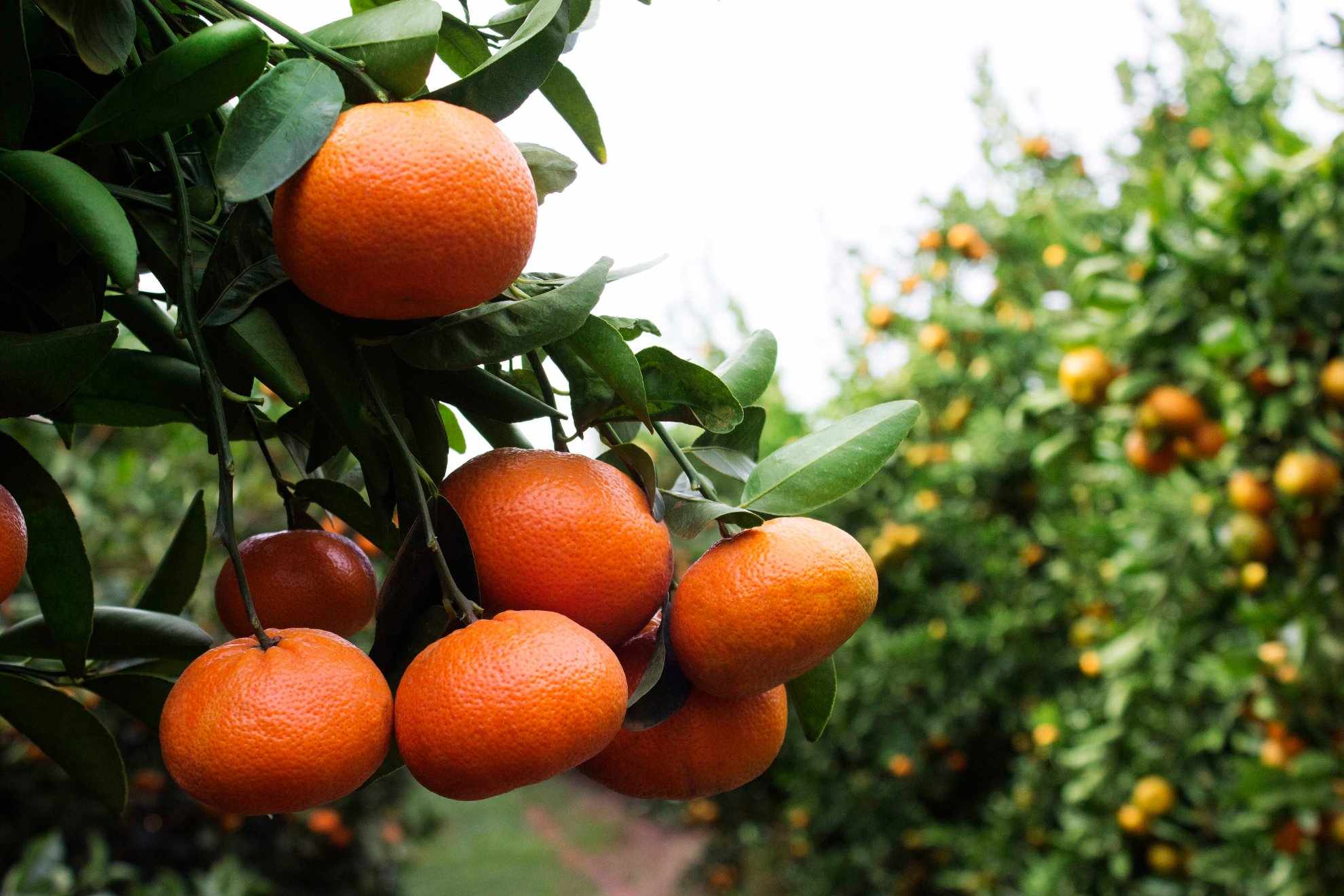 Nova Citrus | Sundays River | SRCC