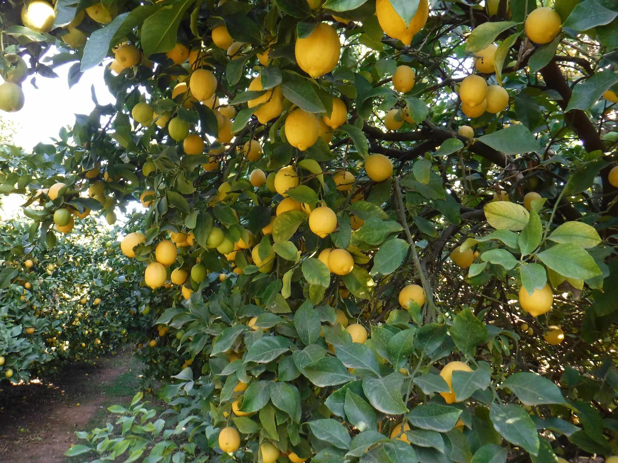 Lemons | Picking Season | Sundays River | SRCC